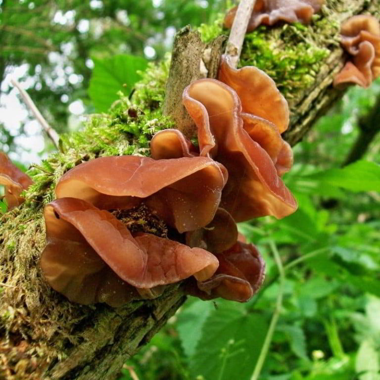 Monats Special Juni: Lipid Pilz Komplex - Vital Apotheke St. Johann im ...